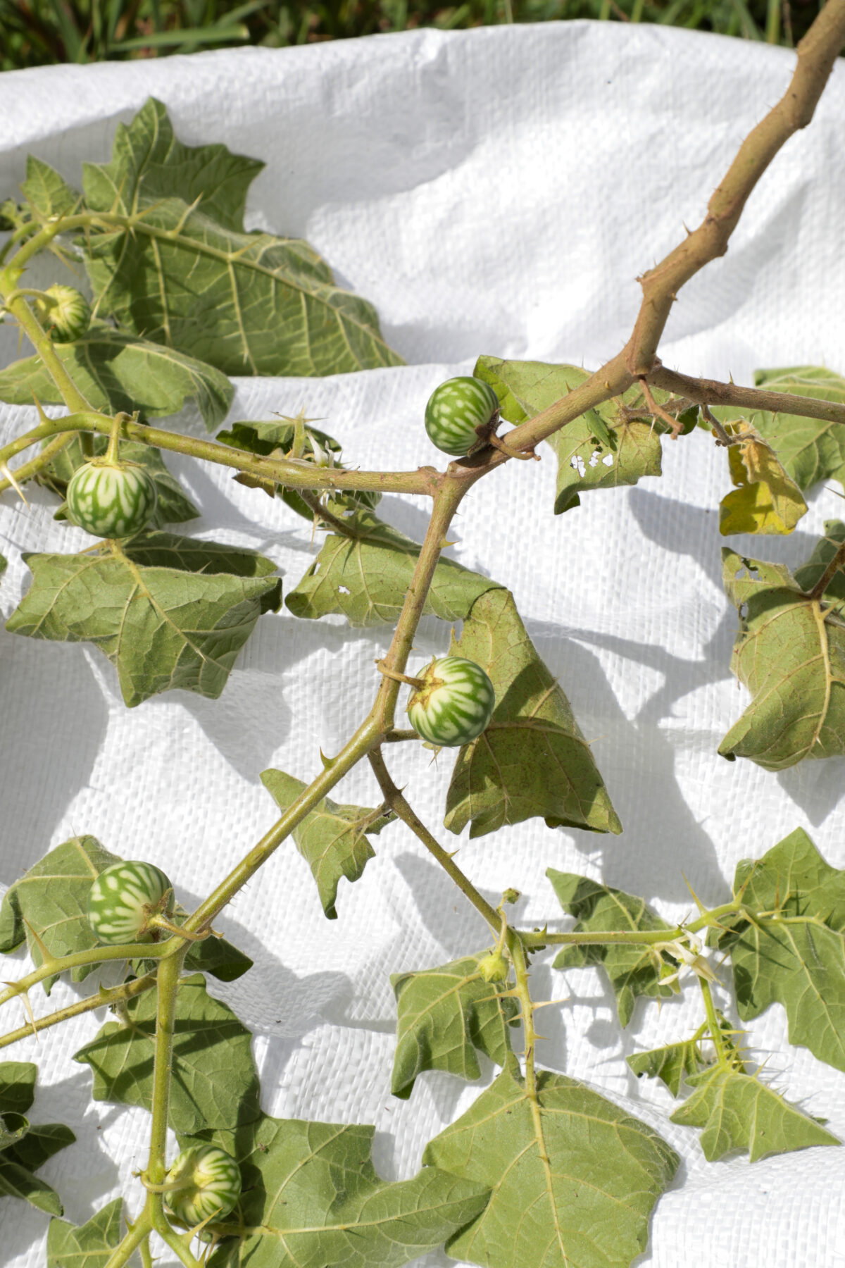 Could This Plant Be on Your Property? Moreton Bay Warns of Invasive ...